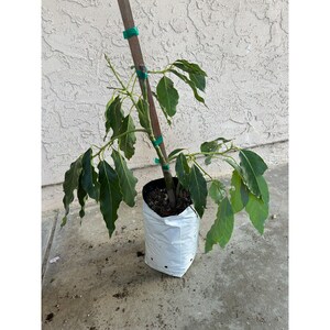 Dwarf Grafted 'littler Cado' (wurtz) Tree - True Dwarf Avocado for ...