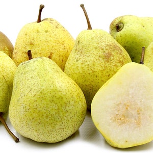 Kieffer Grafted Pear Fruit Tree 4-5 Feet Tall - Etsy