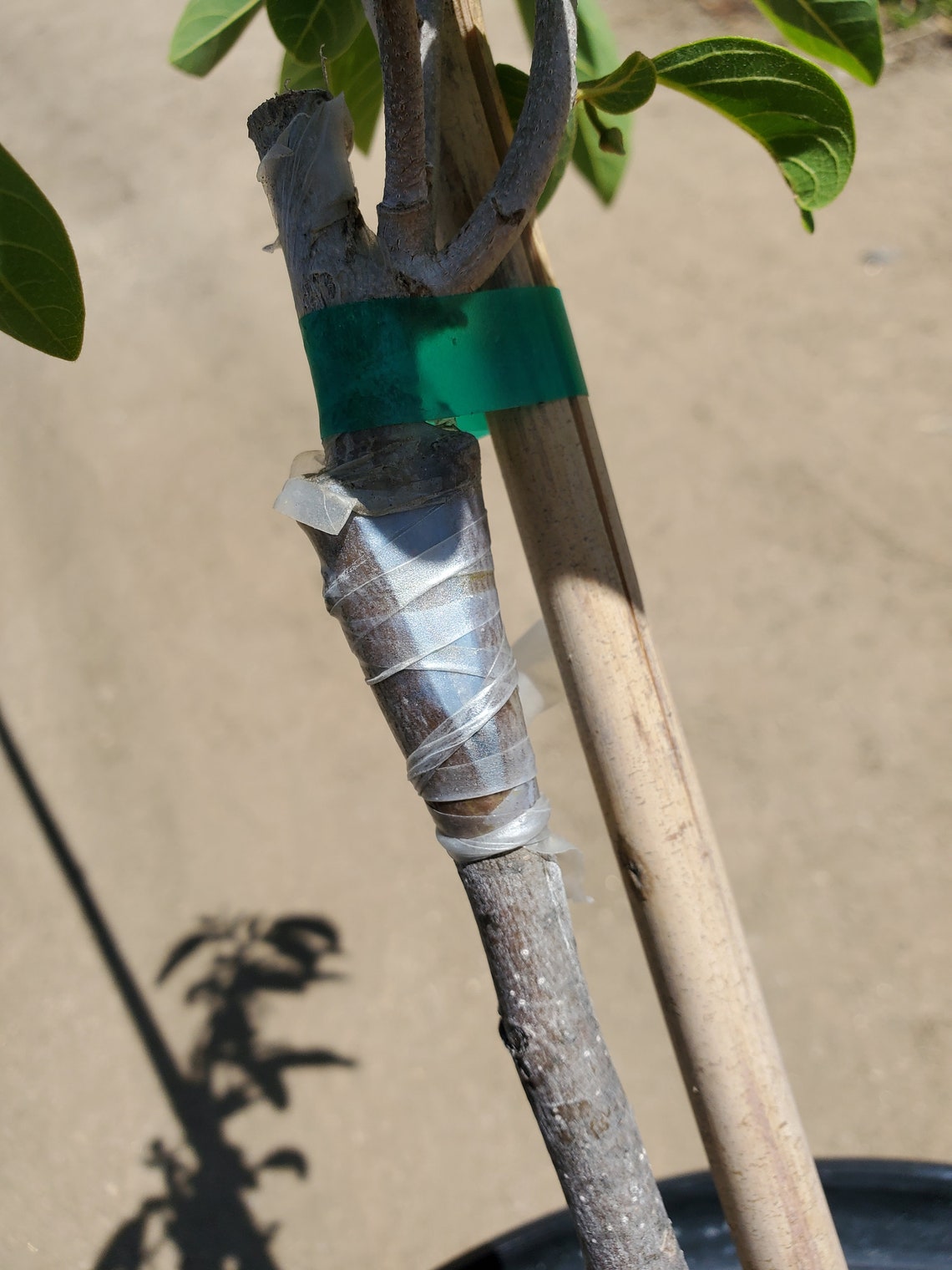 Grafted 'gefner' Atemoya Fruit Tree - Self-pollinating Variety, Very ...