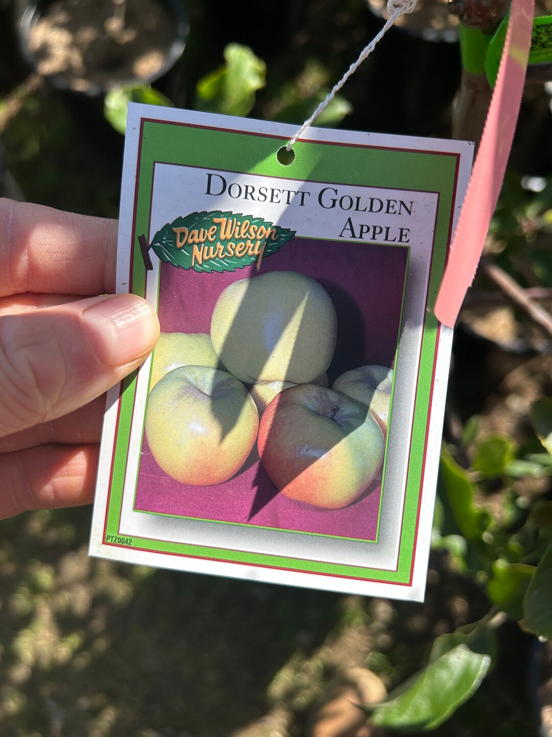 Grafted 'dorsett Golden' Apple Fruit Tree (4-5 Feet Tall) - Etsy