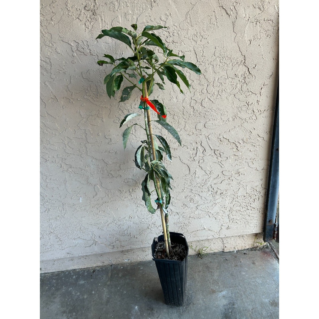 5 Feet Wurtz 'little Cado' - Grafted Dwarf Avocado Fruit Tree - Best ...