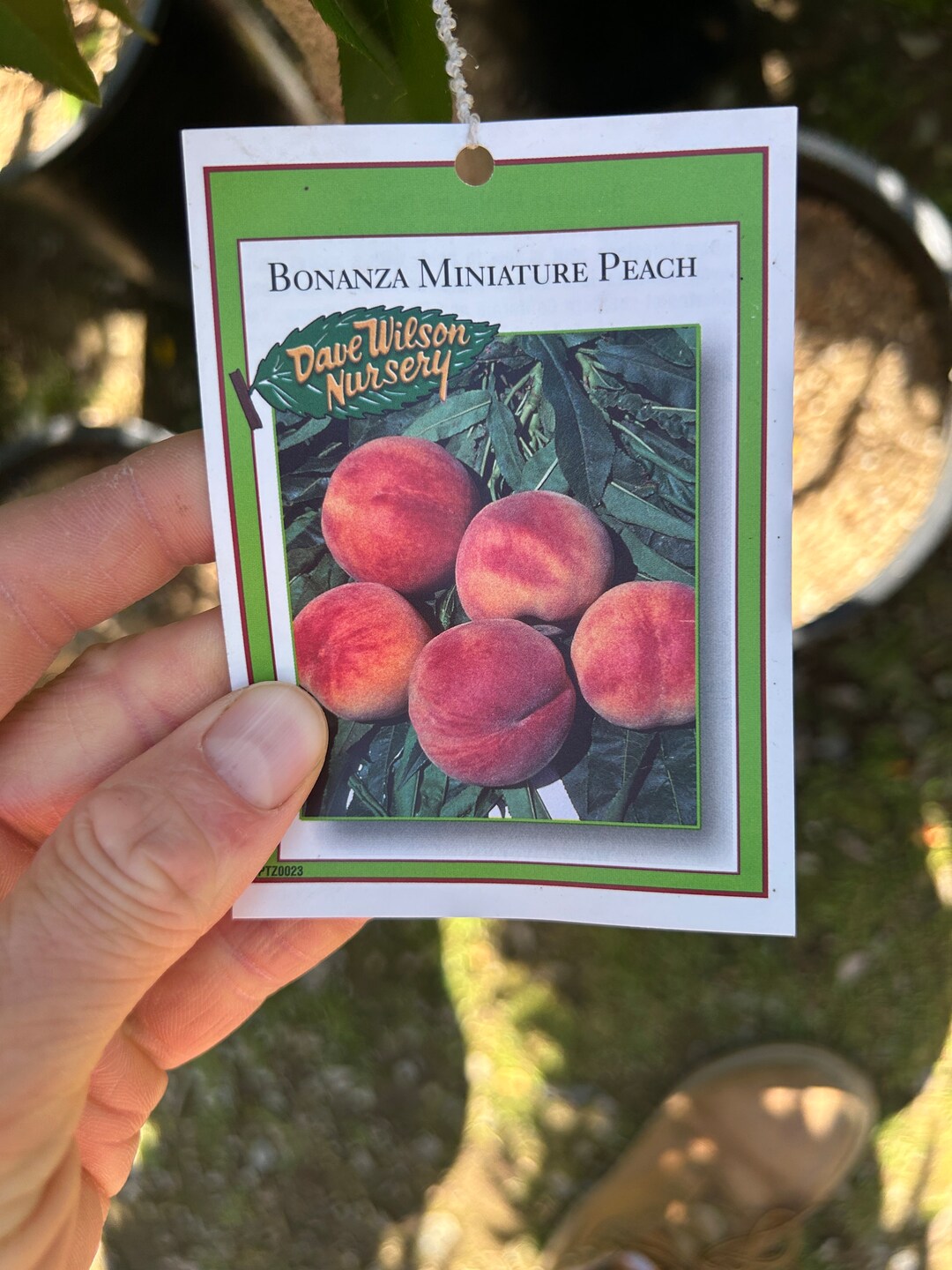 Grafted 'bonanza' Miniature Peach Tree - Etsy