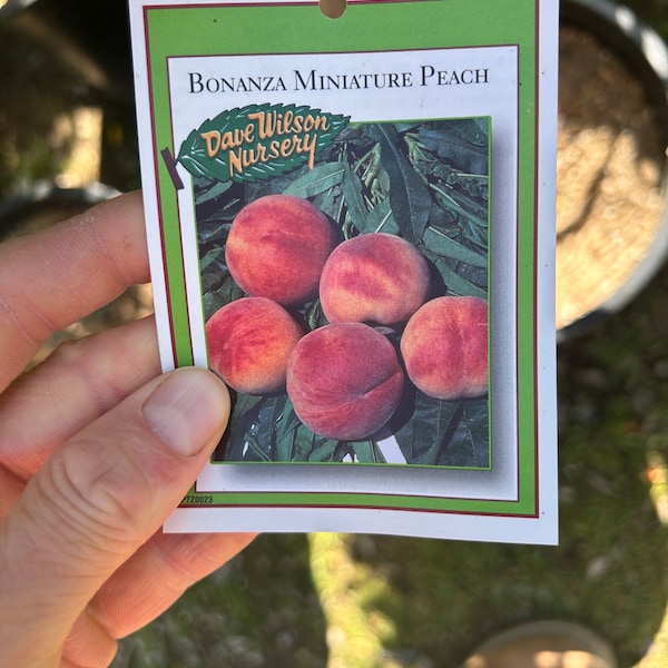 Dwarf Peach Tree - Etsy