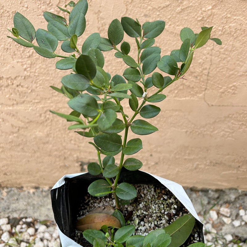Exotic Fruit Bushes - Etsy