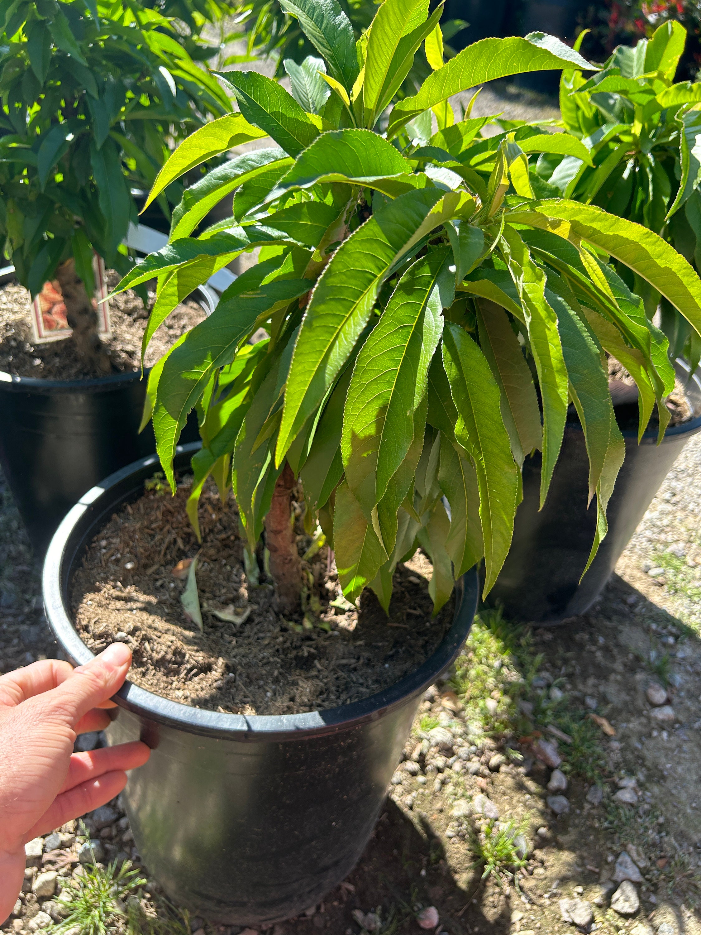 Grafted 'pix Zee' Miniature Peach Tree - Etsy