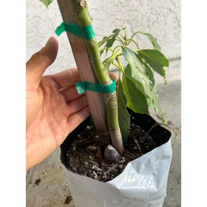 Dwarf Grafted 'littler Cado' (wurtz) Tree - True Dwarf Avocado for ...