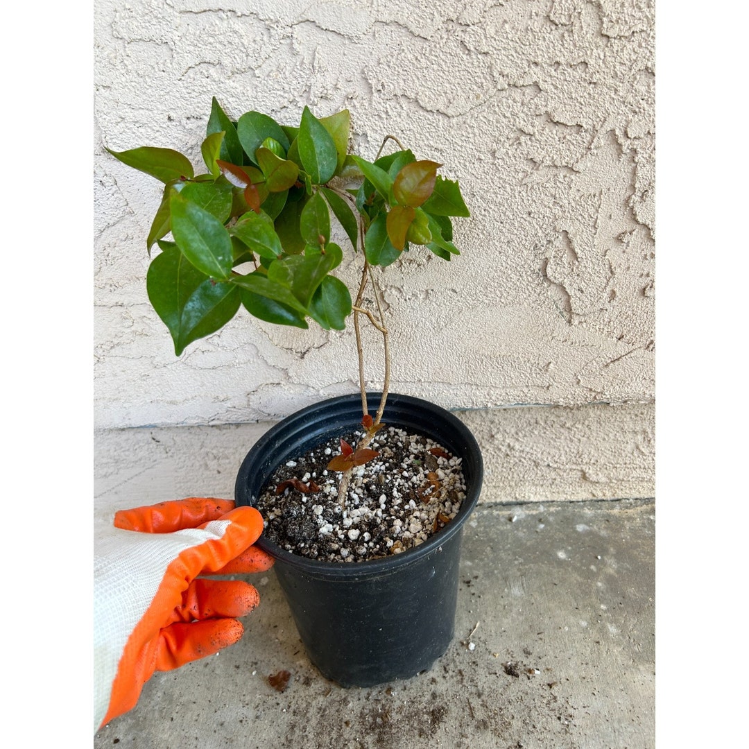 Surinam Cherry Tree 'chamba' Variety - Red Fruit, High Sweetness - Etsy