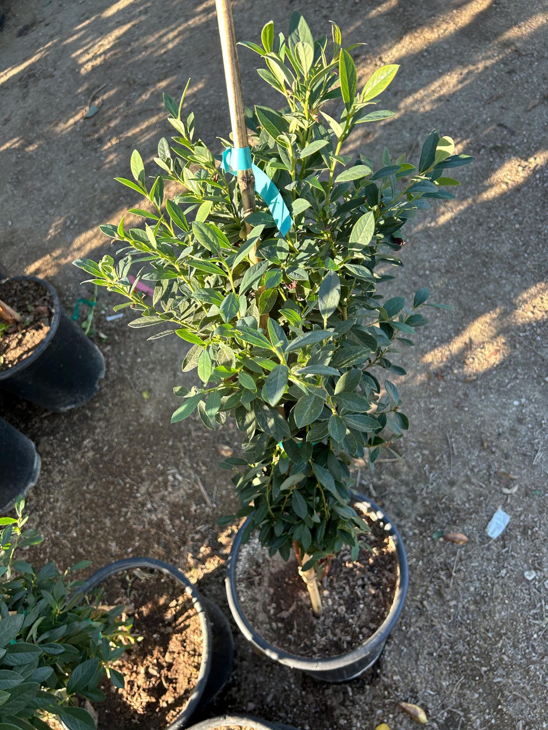 Tall 'emerald' Blueberry Bush (3-4 Feet Tall) - Fruiting Southern ...