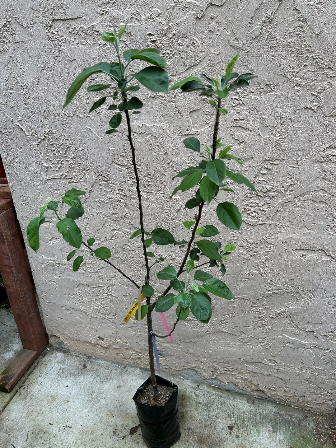 4-way Grafted Apple Tree (dorsett Golden, Ein Shemer, Anna, Beverly ...