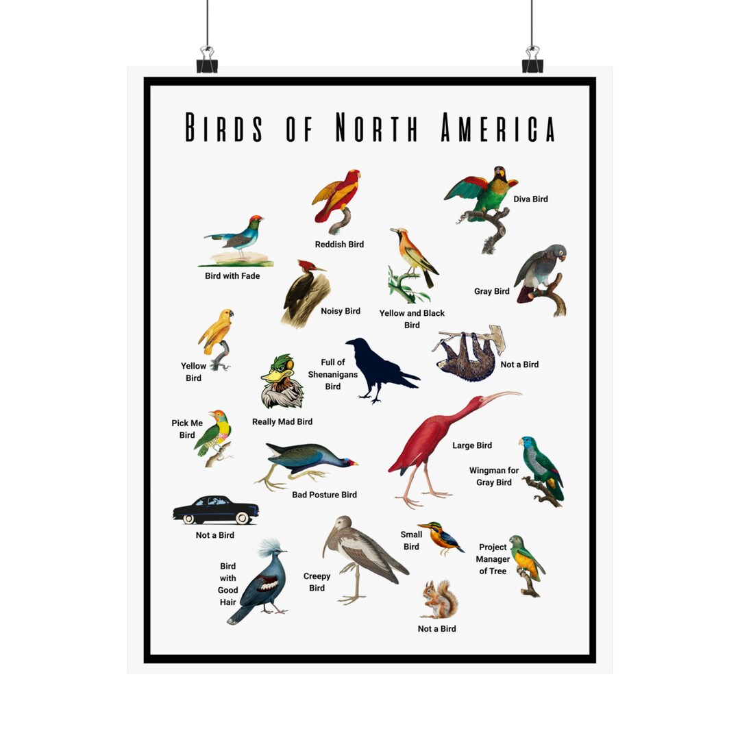 Funny Birding Matte Poster Birding Pictures Colorful Funny Birds Art ...