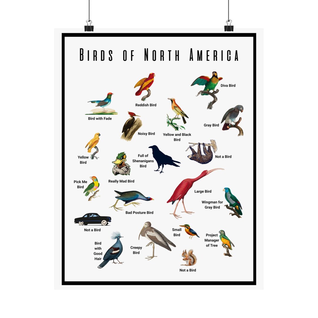 Funny Bird Titles Poster, Bird Faux Identification Chart, Wall Art ...