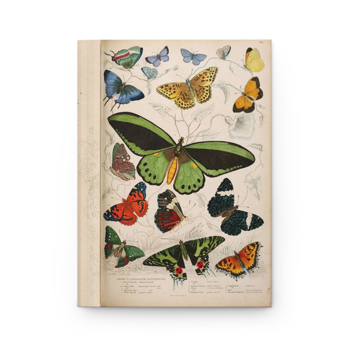 Butterfly Lover Hardcover Journal Insect Notebook Nature Lover Diary ...