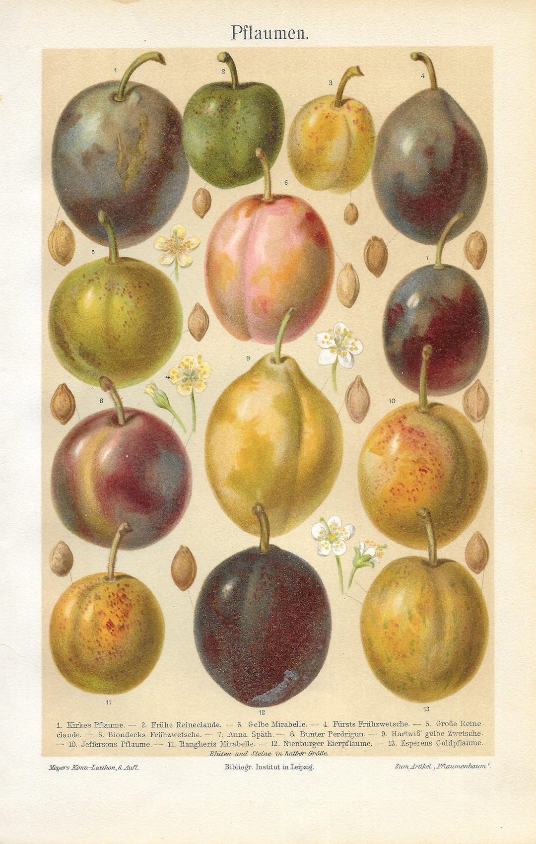 Plums Poster Lithograph 1907 Antique Colors Flora Fauna - Etsy