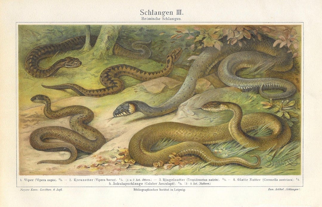 Snakes III Poster Lithograph 1907 Antique Colors Flora Fauna Animals - Etsy