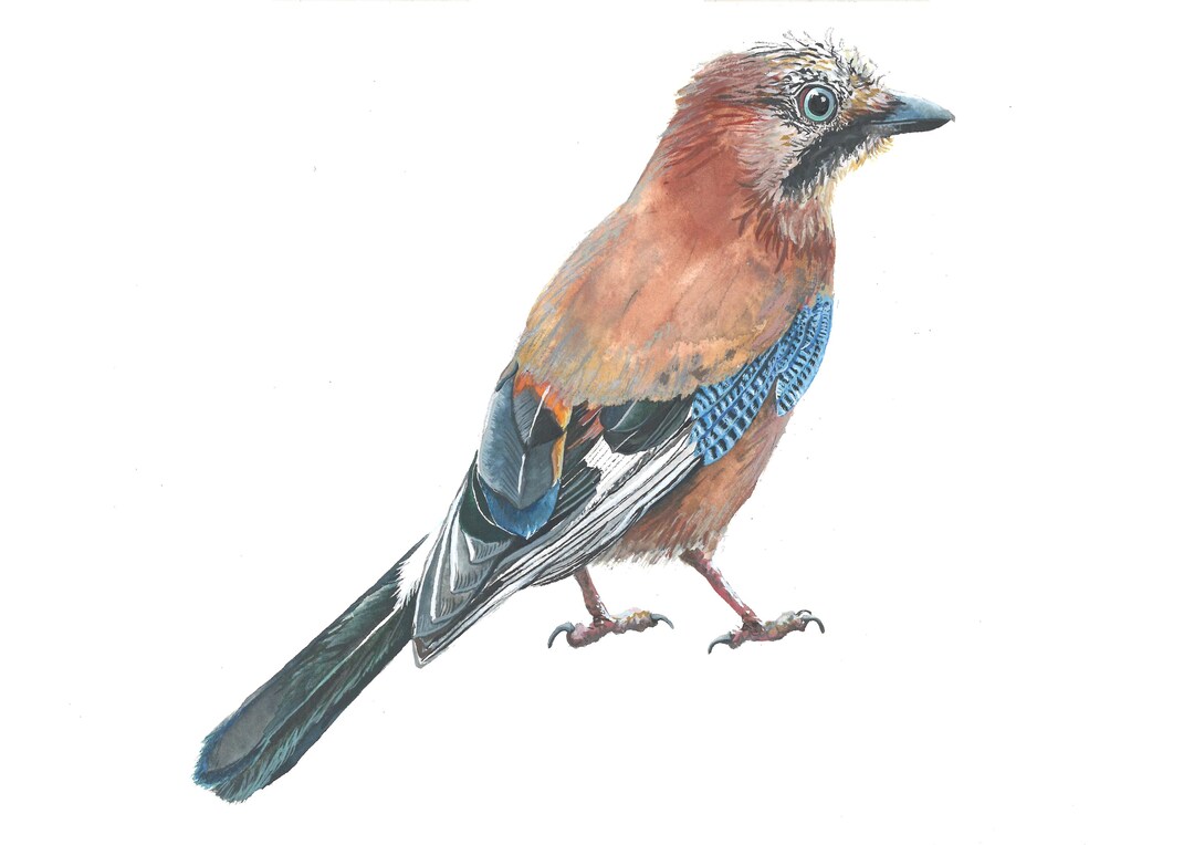 Eurasian Jay Bird Watercolour A5 - Original - Etsy