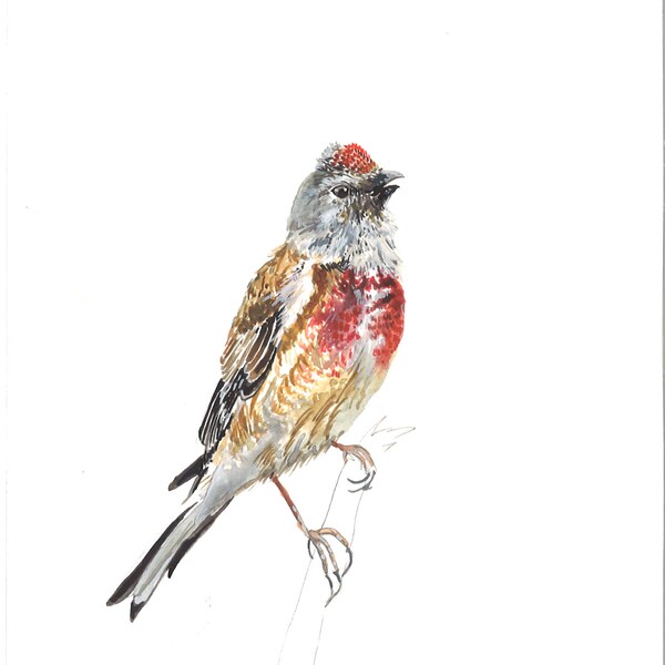 Linnet - Etsy