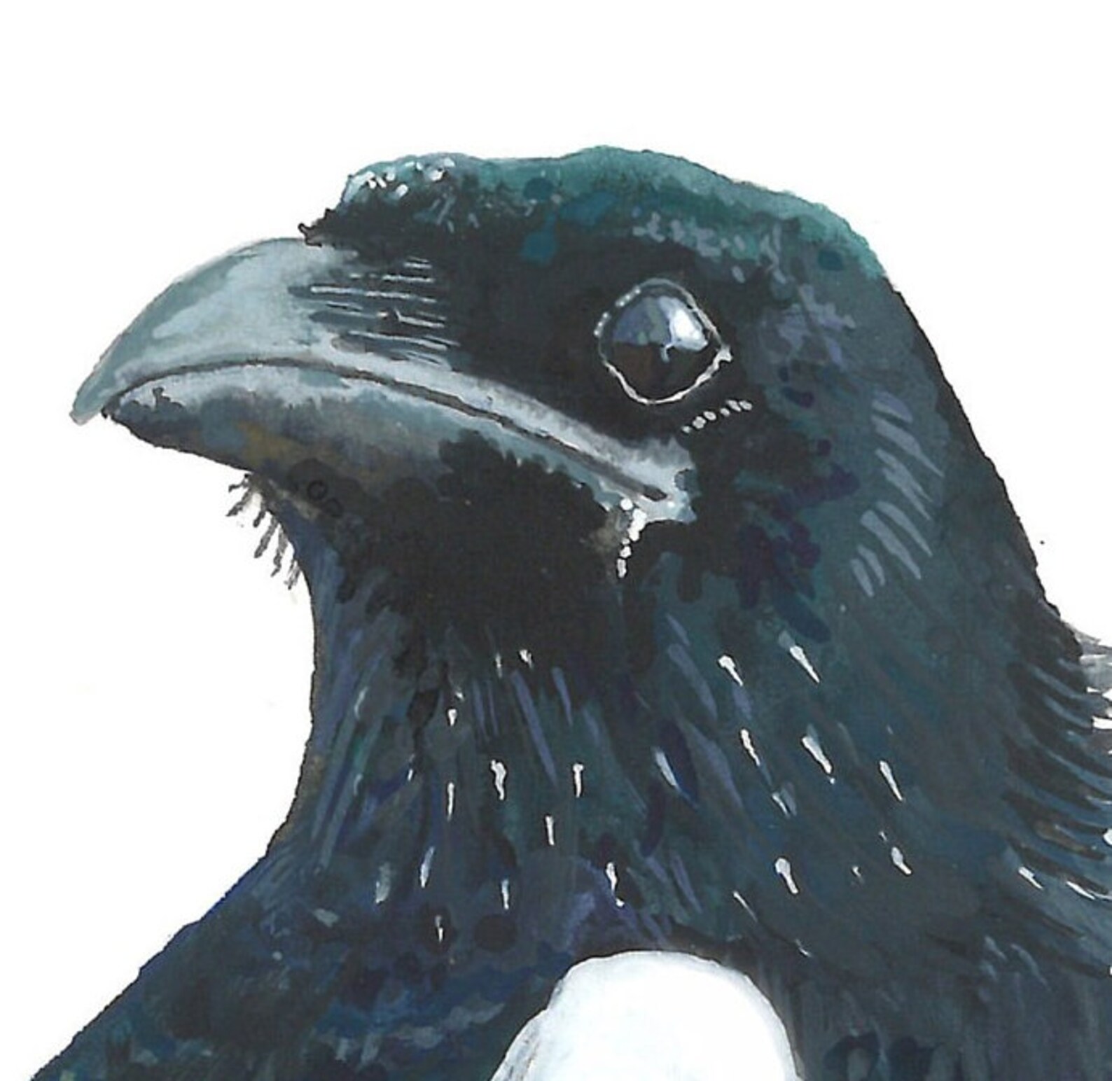 Magpie Watercolour A5 - Original - Etsy