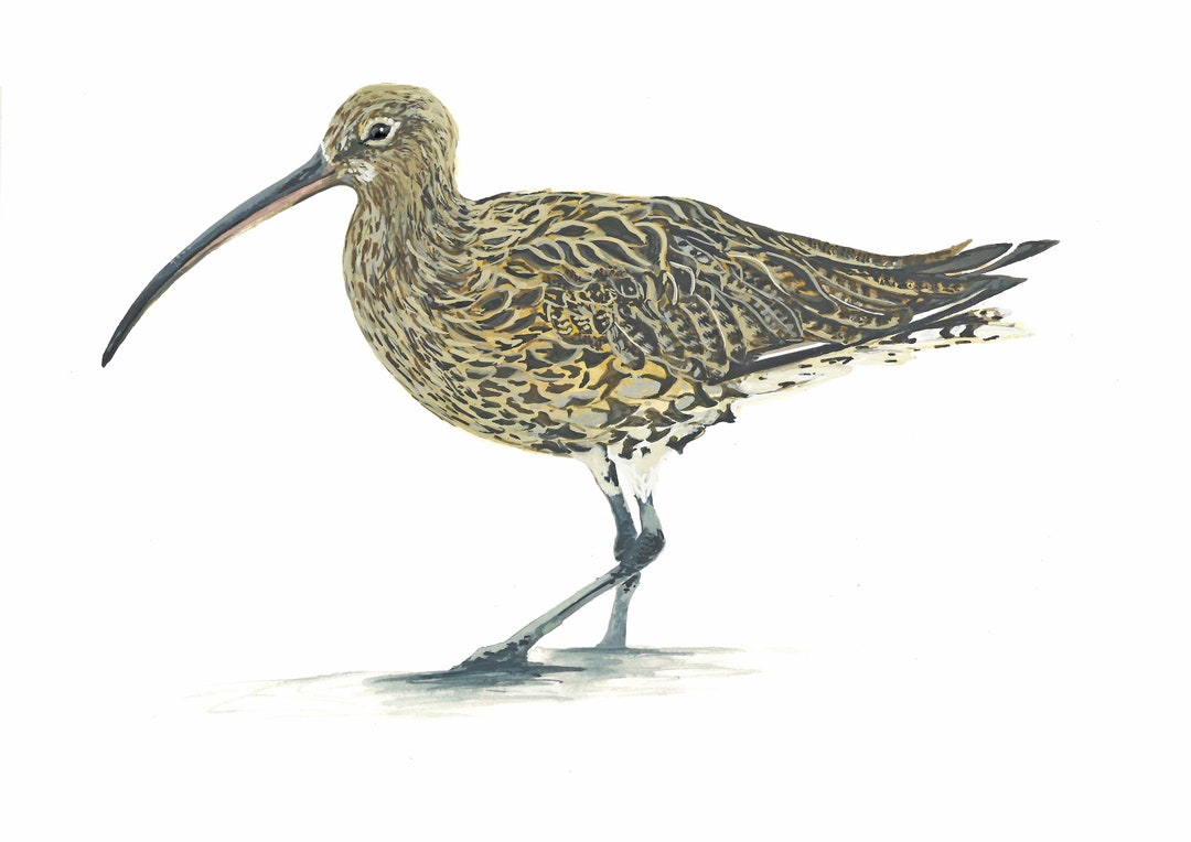 Curlew Watercolour A5 Original - Etsy