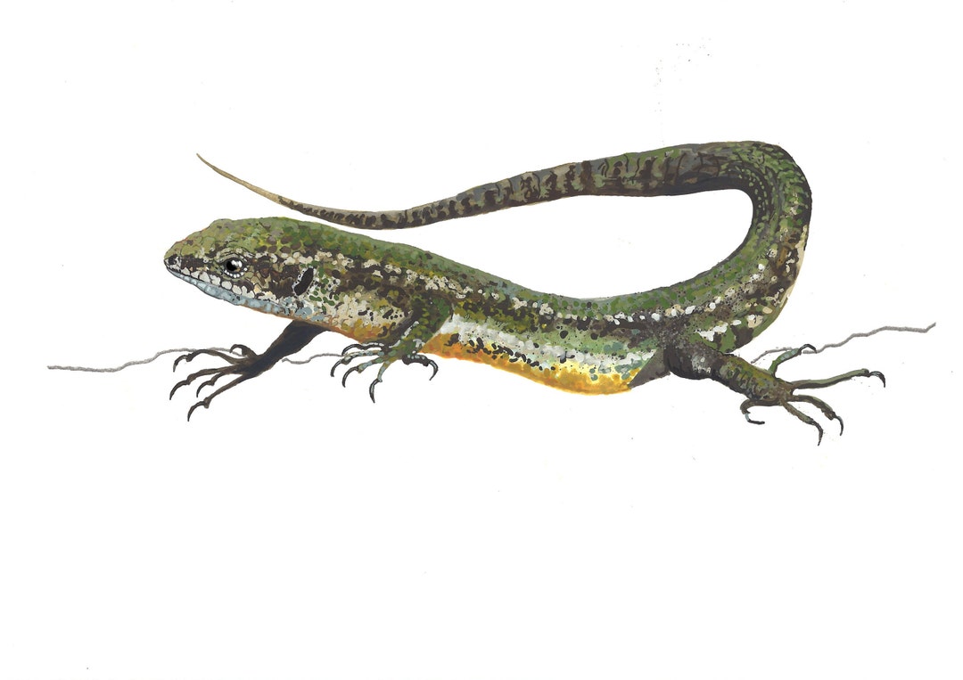 Common Lizard Watercolour A5 - Original - Etsy