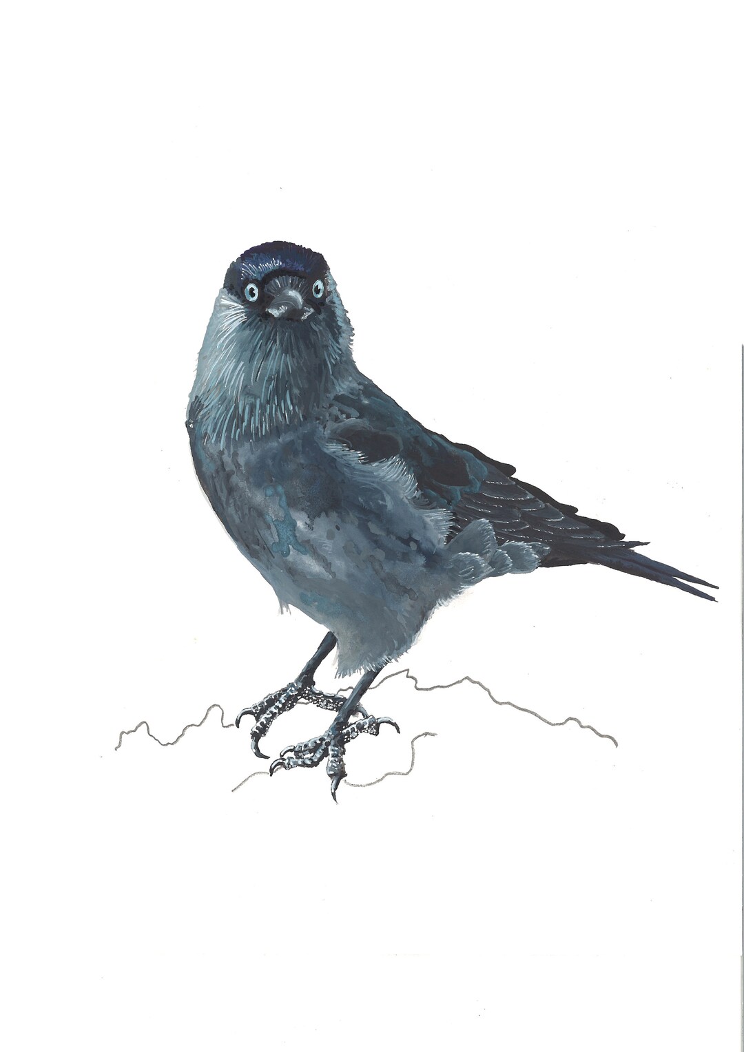 Jackdaw Watercolour A5 - Original - Etsy