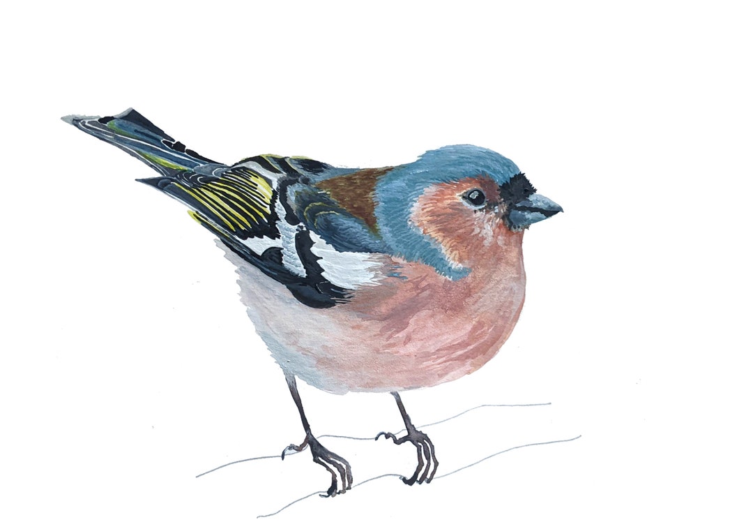 Chaffinch Watercolour A5 - Original - Etsy