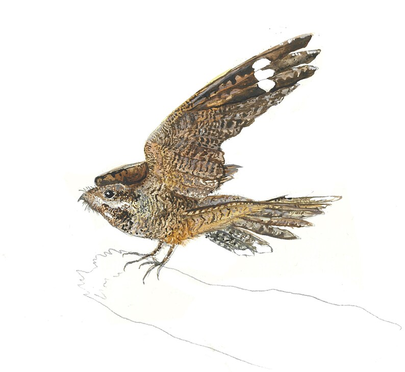 Nightjar Watercolour A5 Original Painting - Etsy