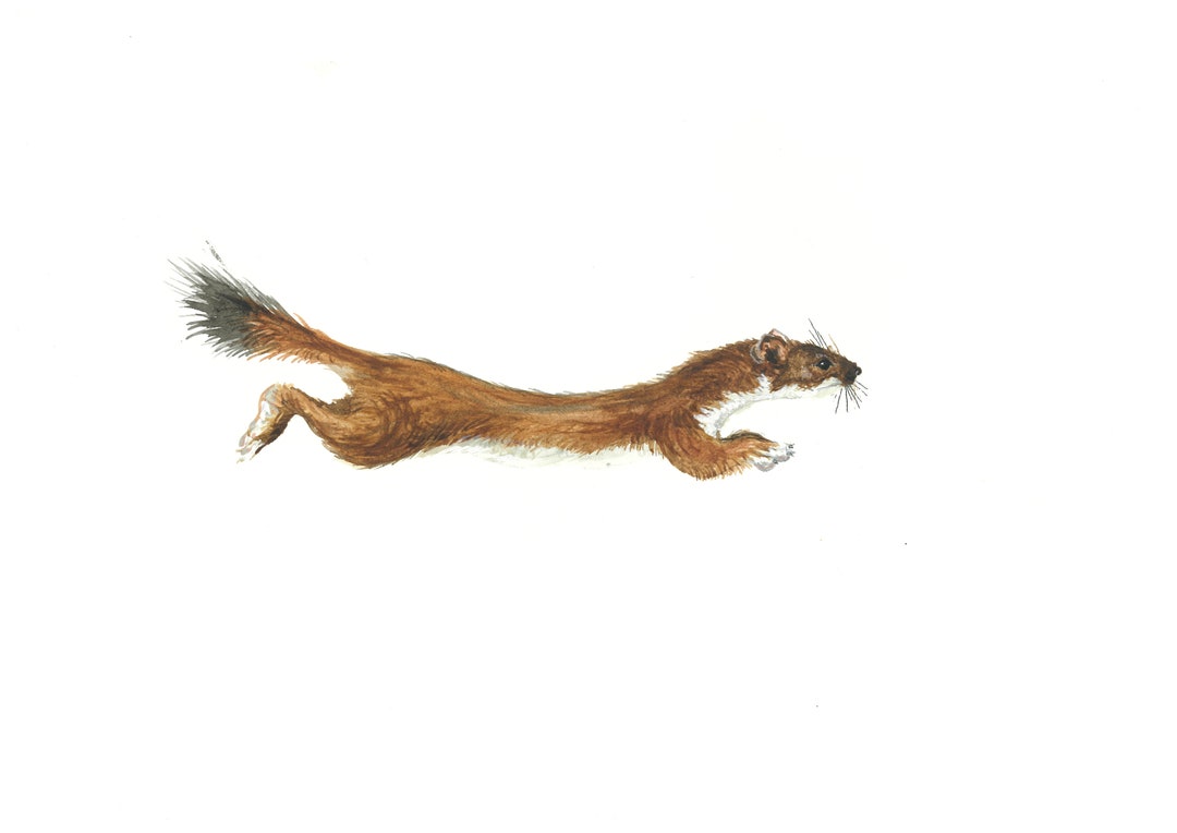 Stoat Watercolour A5 Original - Etsy