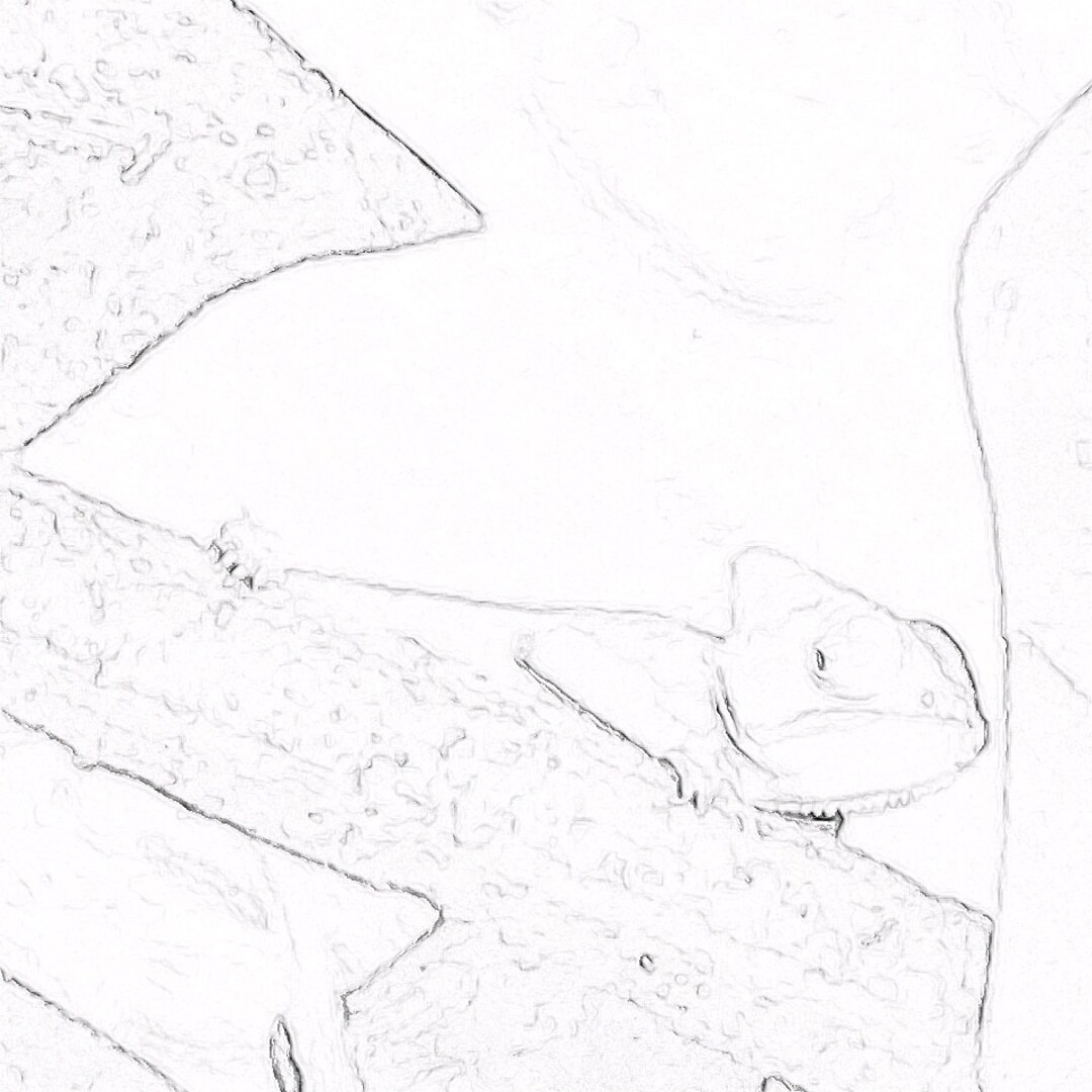 Adult Coloring Page Book- Gecko and Chameleon. 40% off . Printable ...