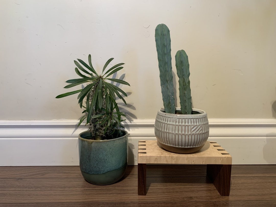 Plant Stool. Plant Stand. Plant Riser. Bird's Eye Maple, Walnut - Etsy