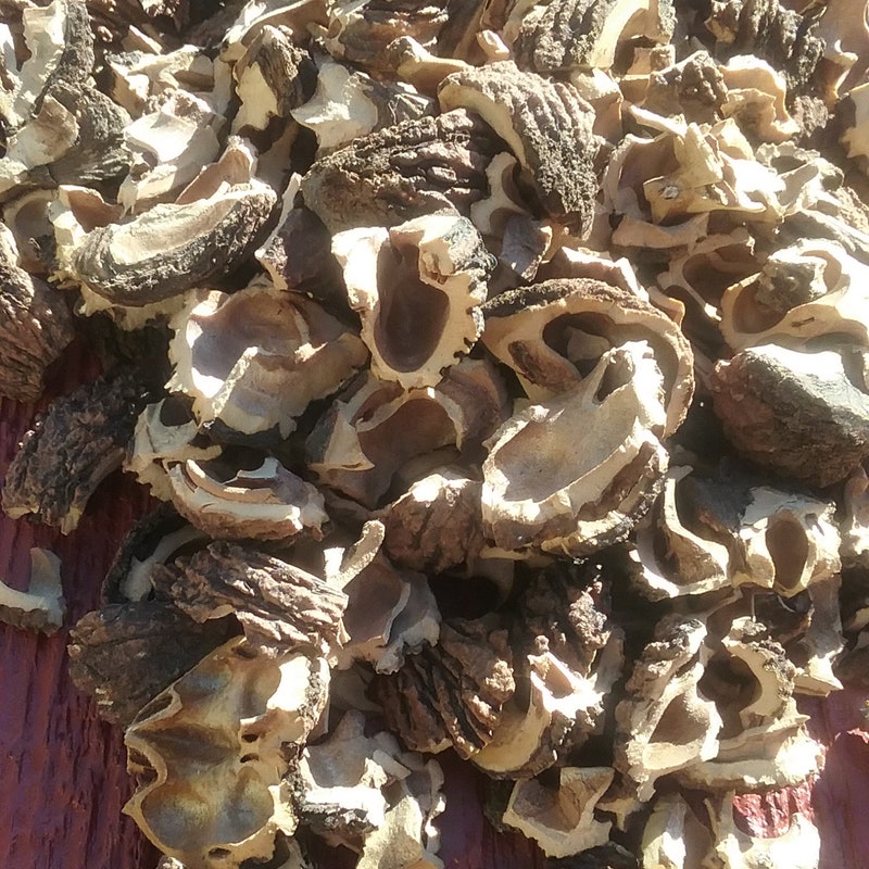 Black Walnut Shells - Etsy