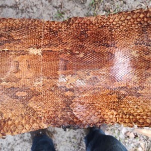 Early to Mid-century Snake Skin - Etsy