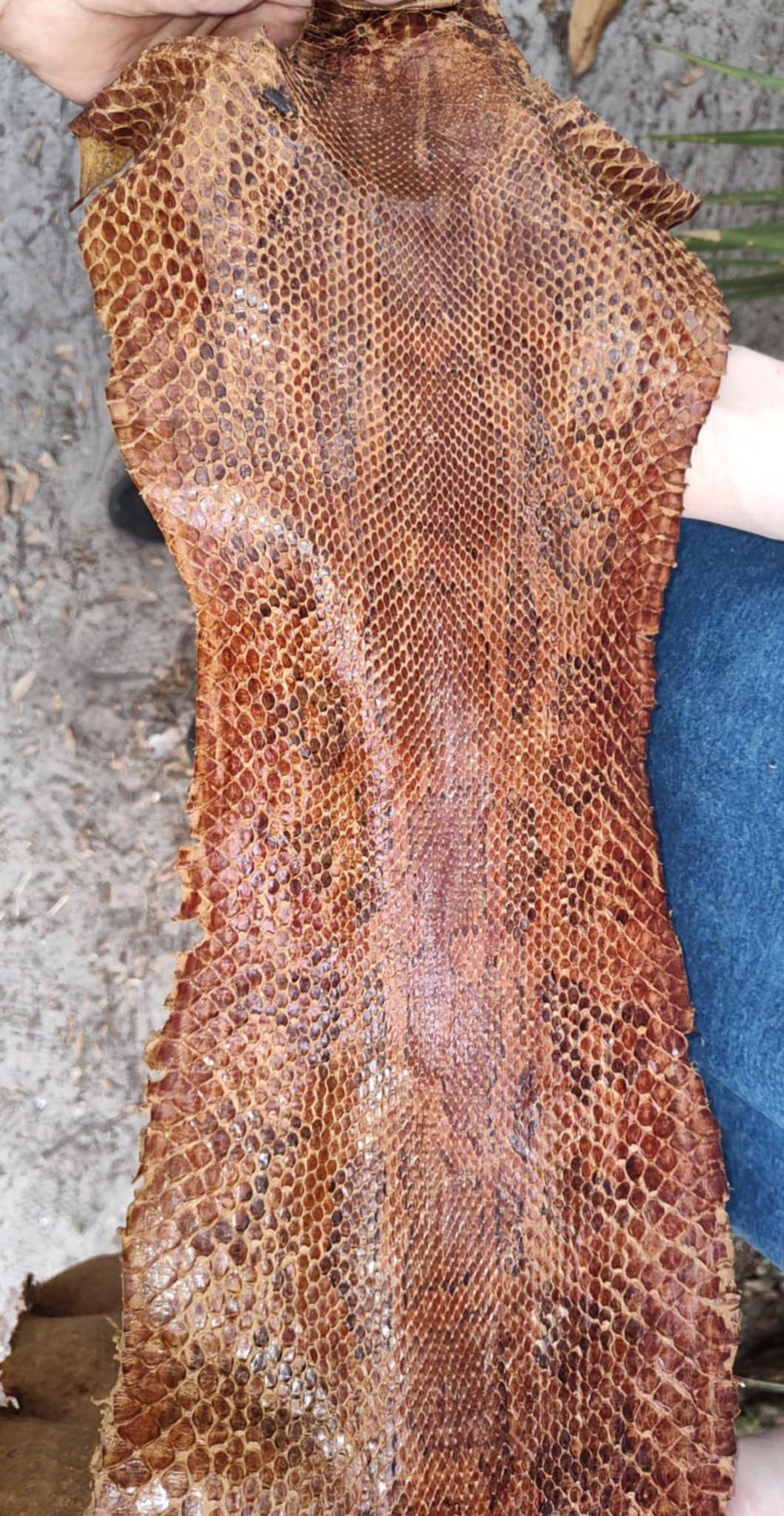 Early to Mid-century Snake Skin - Etsy