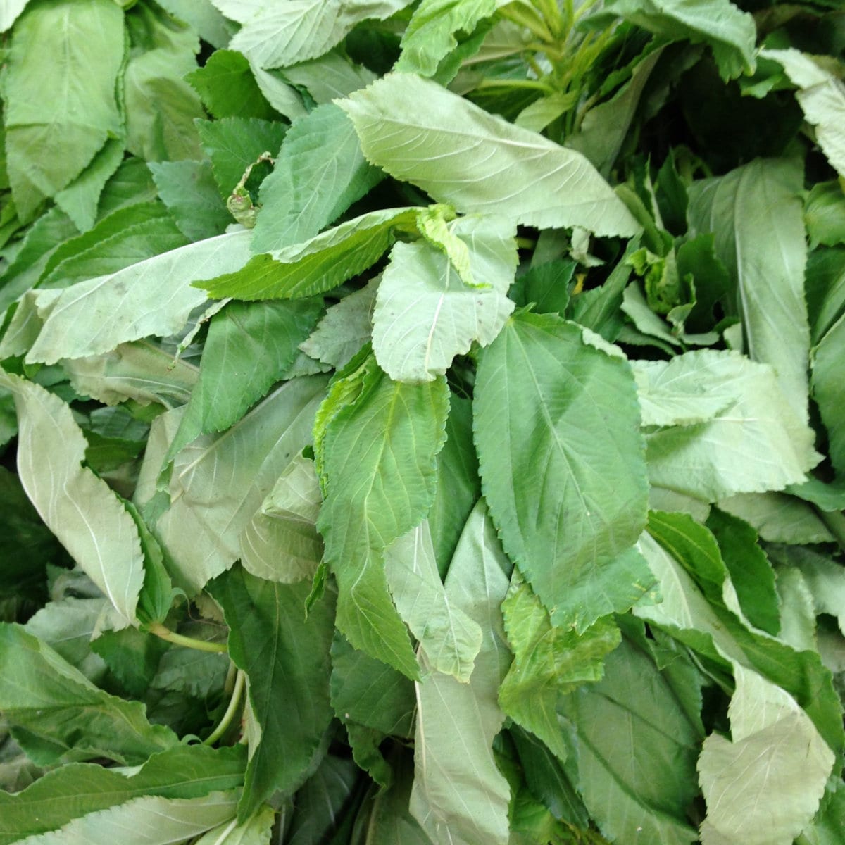 Dried Mulukhiyah Leaves, Dried Cut Leaves Herbal Tea Corchorus ...