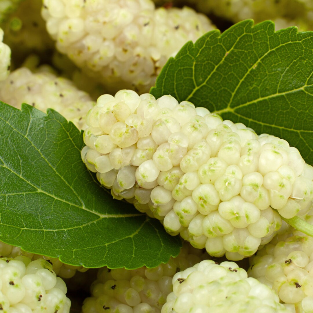 Organic Dried White Mulberries Morus Alba Superior Quality - Etsy Canada