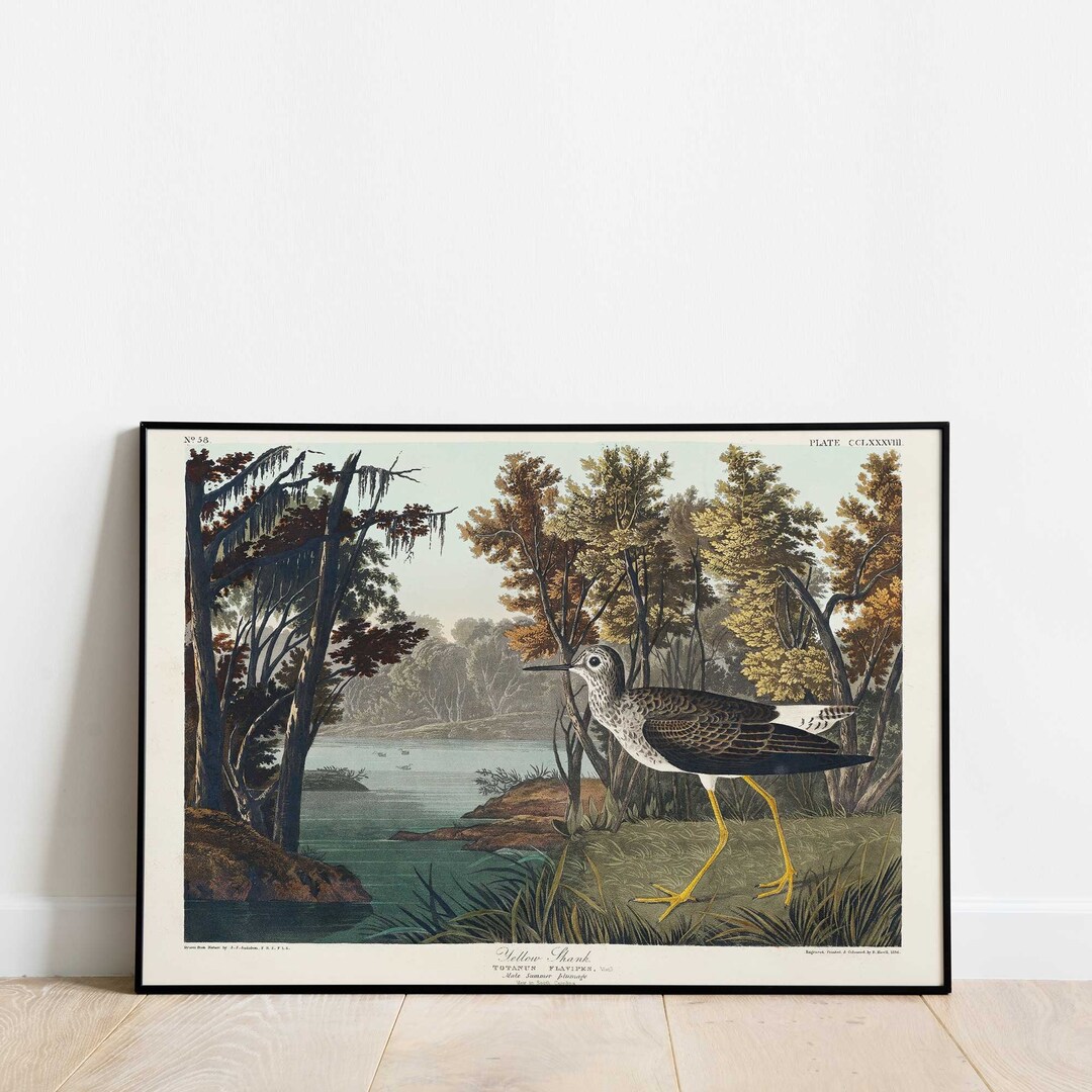 Audubon Yellow Shank Bird Print: Birds of America, Victorian ...