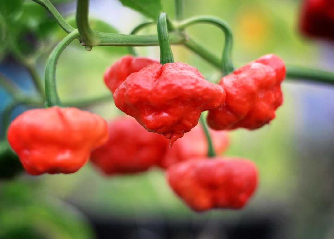 KS Scarlet Rose Pepper Seeds - Etsy