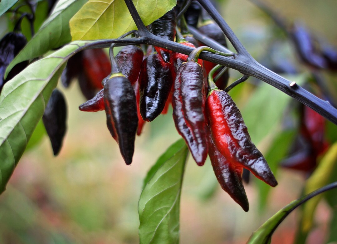 Blood Ghost Pepper Seeds - Etsy