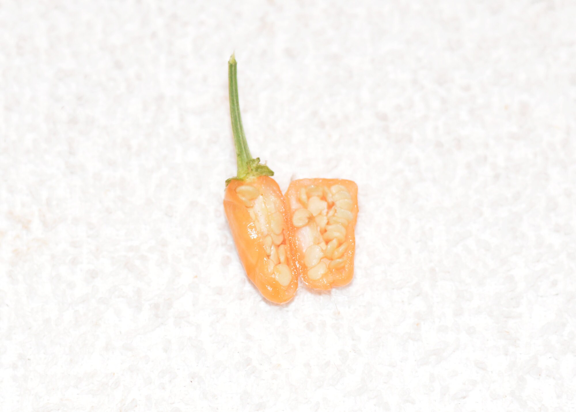 Peach Teeth Pepper Seeds - Etsy