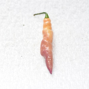 Pink Tiger Pepper Seeds - Pack of 10 - Etsy