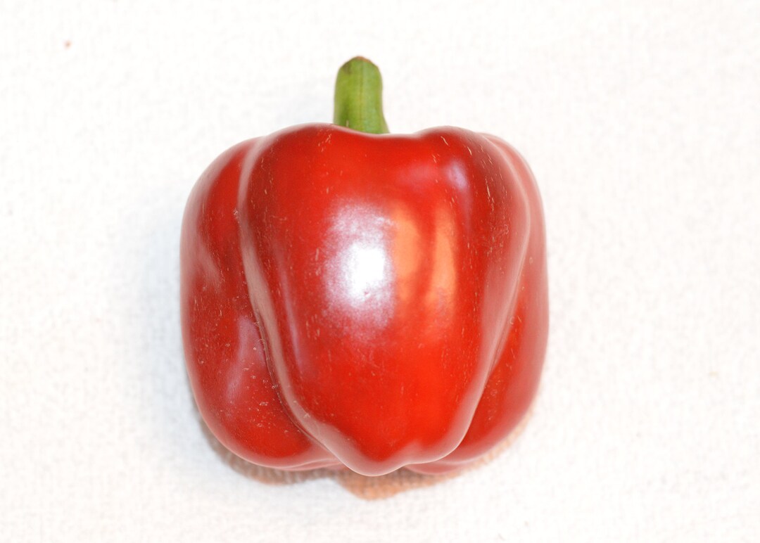 Keystone Red Giant Bell Pepper Seeds - Etsy