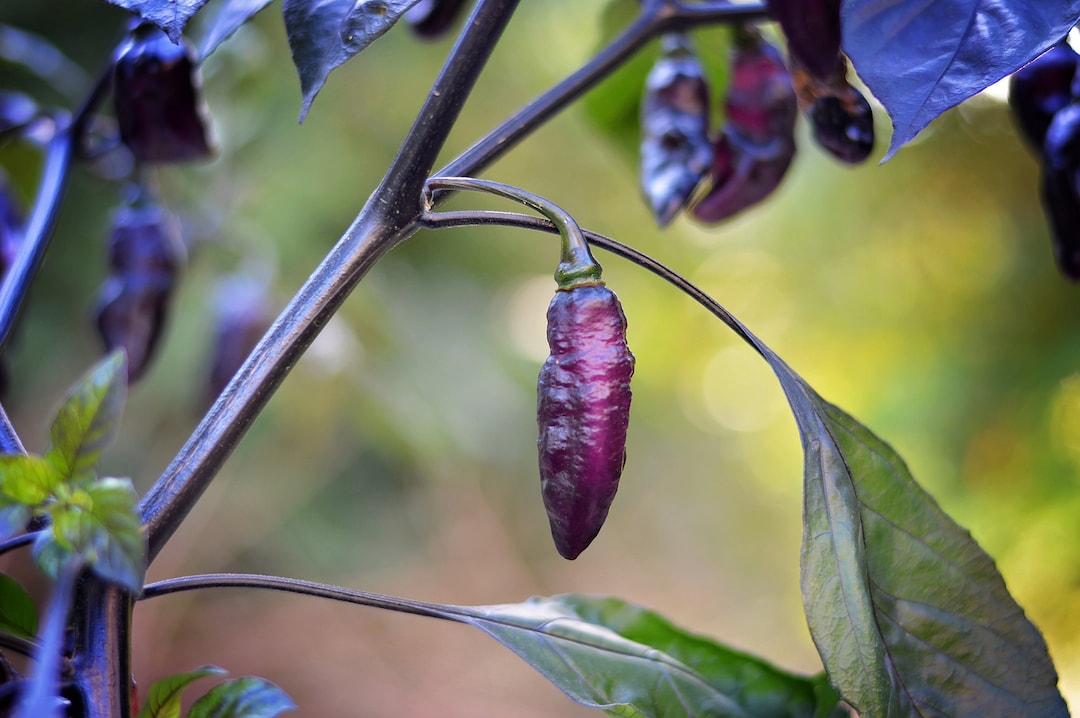 Midnight Bubblegum Pepper Seeds - Pack of 10 - Etsy