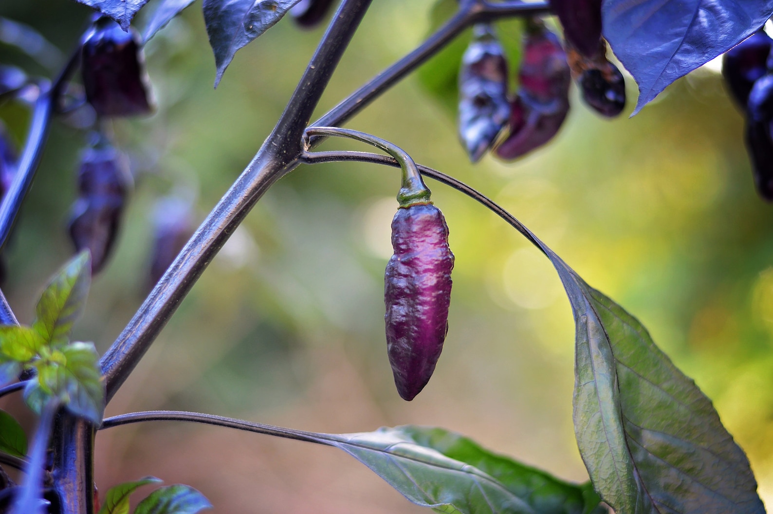 Midnight Bubblegum Pepper Seeds - Pack of 10 - Etsy