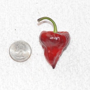 Purple UFO Pepper Seeds - Pack of 10 - Etsy