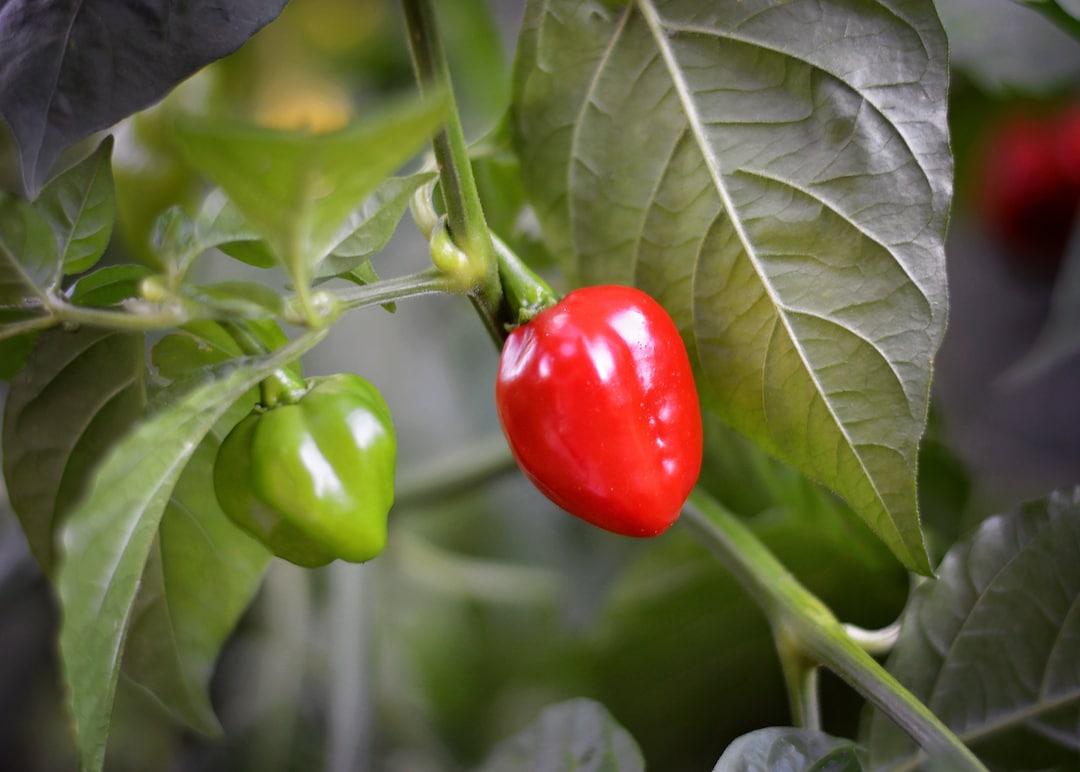 Red Savina Habanero Pepper Seeds - Etsy