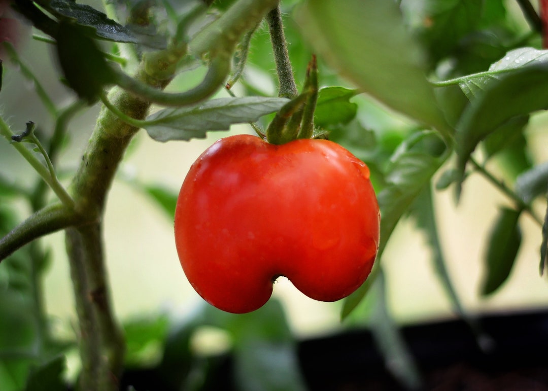 Amish Paste Tomato Seeds - Etsy