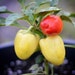 Hot Paper Lantern Pepper Seeds Pack of 10 - Etsy