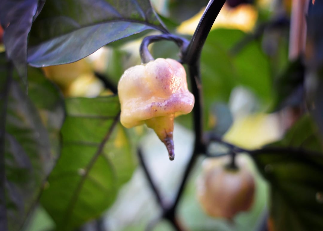 Jay's X Pink X Reaper Lemon - Etsy