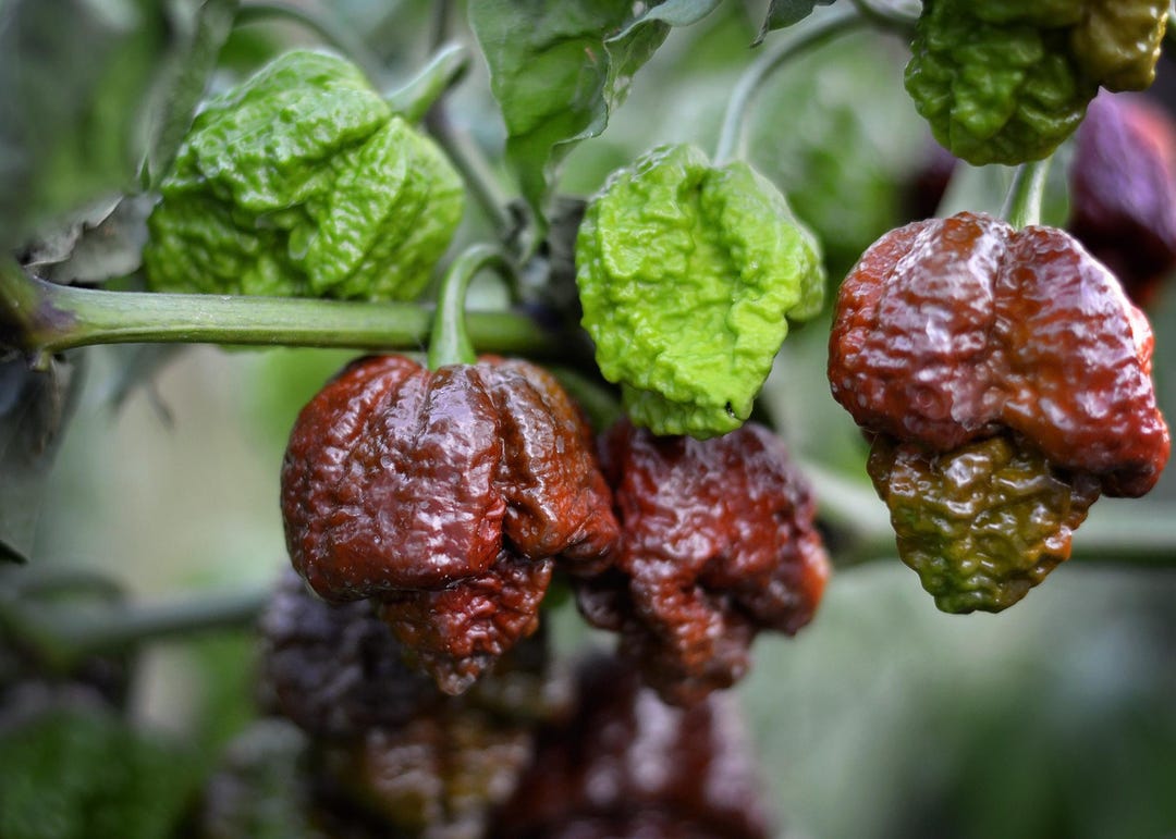 Hellboy Pepper Seeds - Etsy