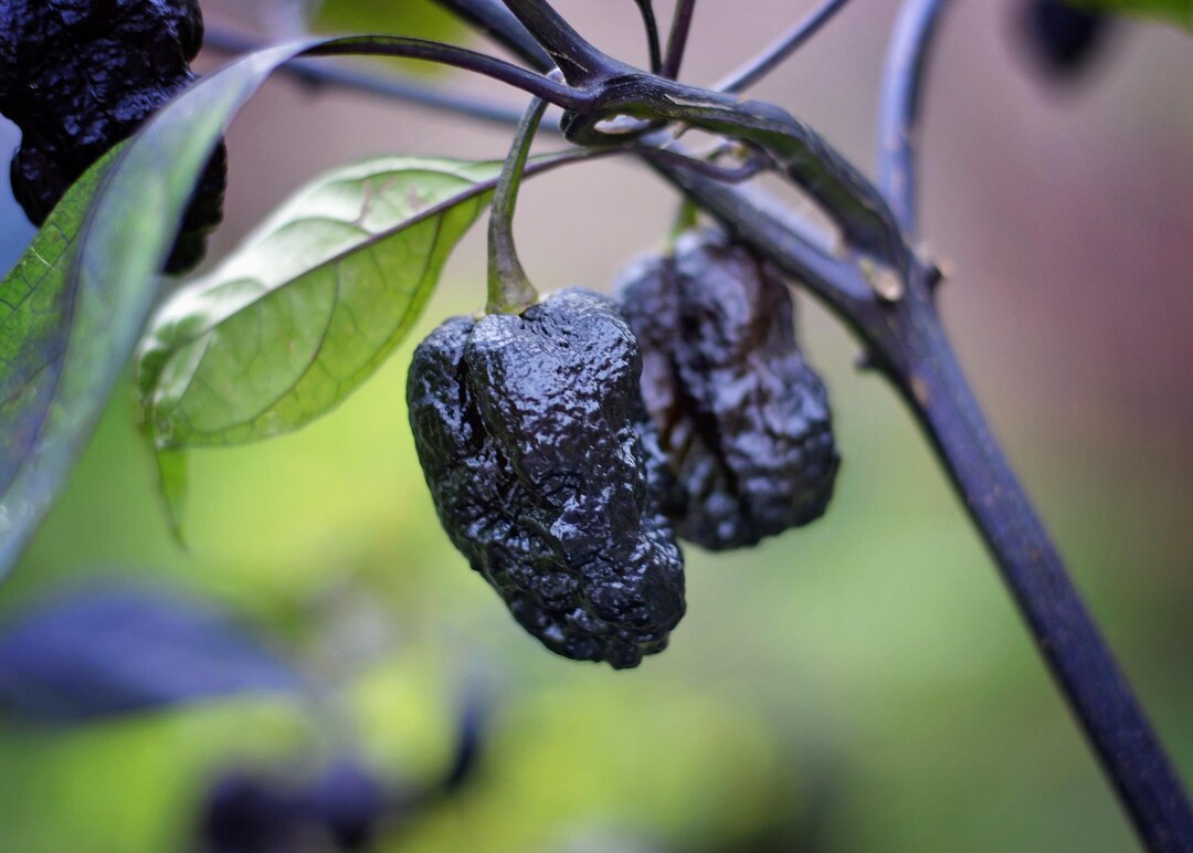 Gothic Gator F3 Pepper Seeds - Etsy
