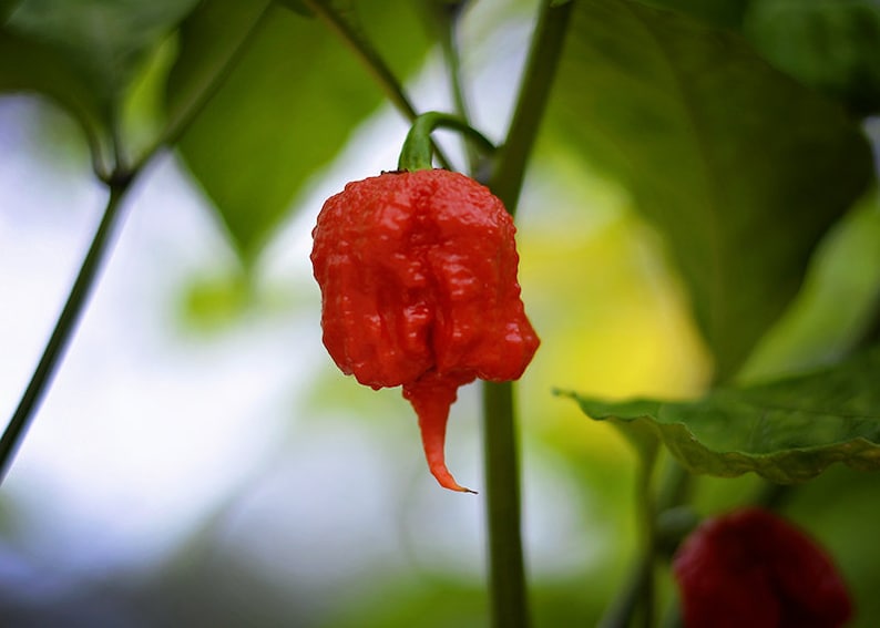 7 Pot Primo Pepper Seeds Pack of 10 - Etsy
